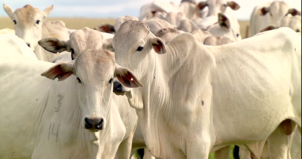 Agronegócios - Mercado do bezerro vive momento de bons preços