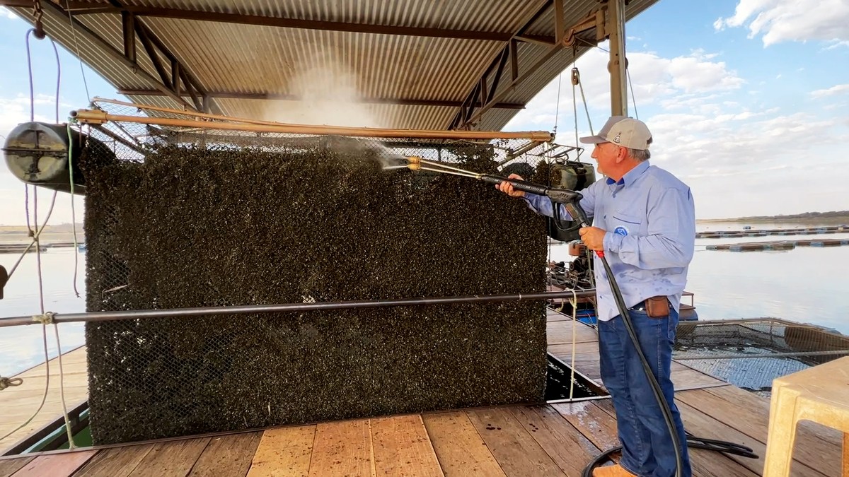 Mexilhão dourado atrapalha criação de peixes em SP | Nosso Campo | G1