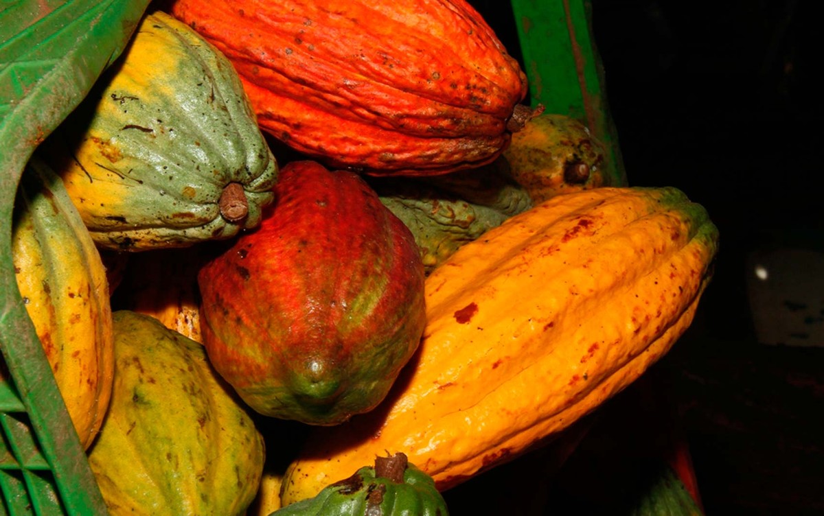 Esquecido império do cacau reativa 'turismo do chocolate' na Bahia ...