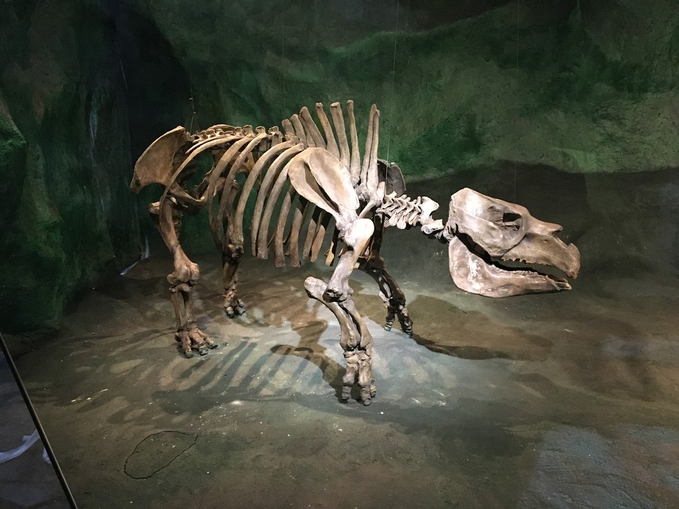 Museu de Ciências Naturais da PUC Minas tem 5 réplicas da coleção do ...