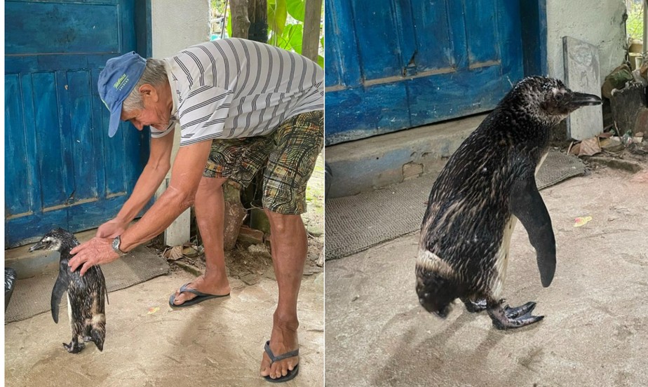 Pescador da Ilha Grande que resgatou Dindim é visitado por novo pinguim ...
