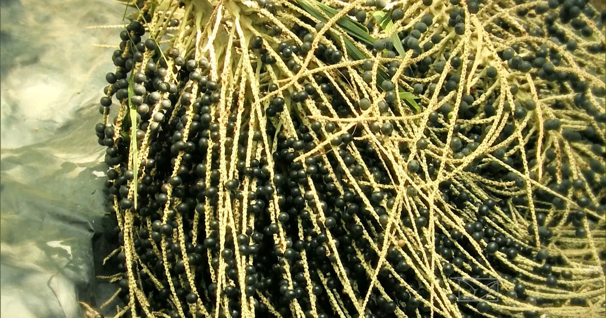 G1 - Repórter Mirante destaca o sabor único da juçara - notícias em ...