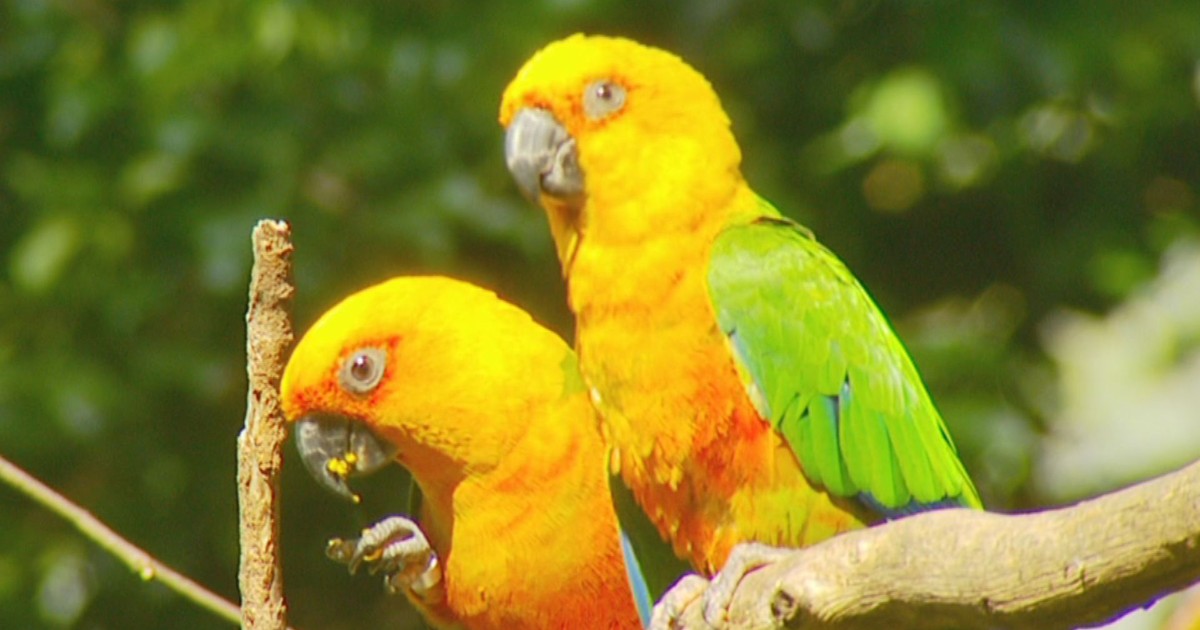 G1 - Jandaia-verdadeira - notícias em Fauna