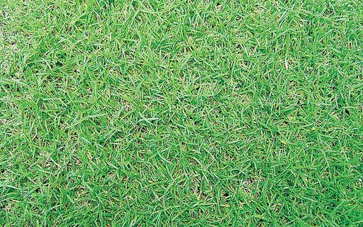Tipos de grama: quando e como usar - Casa e Jardim | Paisagismo