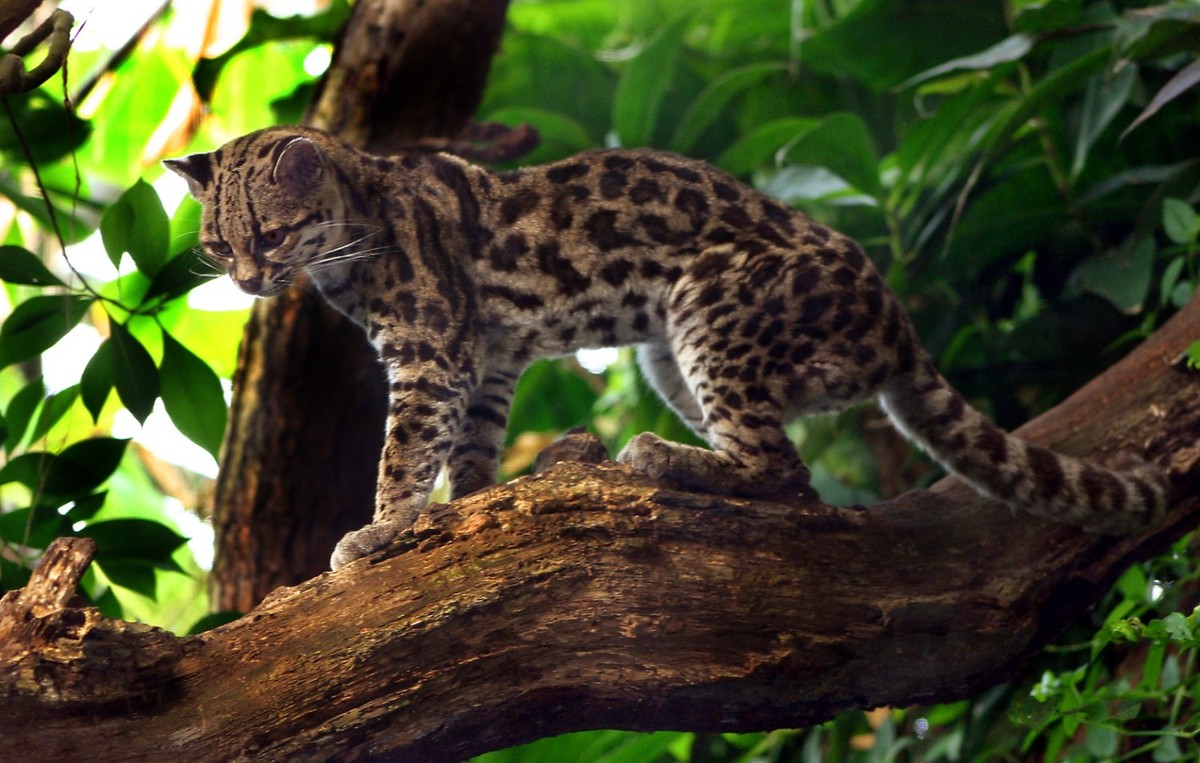 Conheça o gato-maracajá, felino adaptado para viver em árvores ...