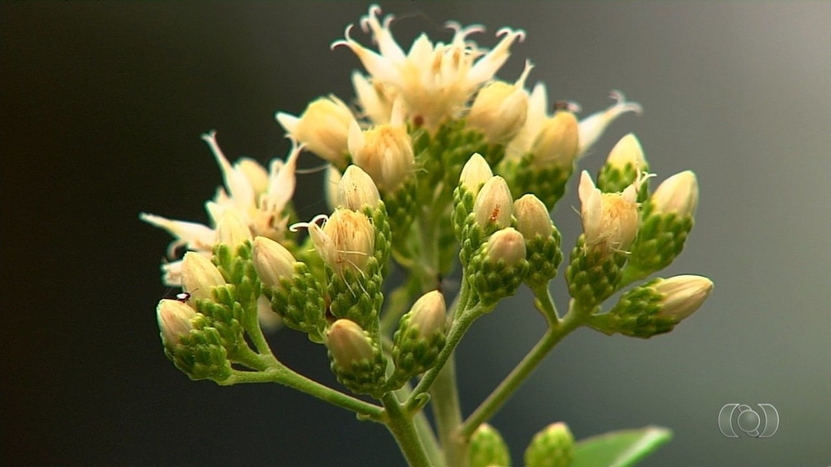 Plantas do cerrado mama-cadela e carapiá podem ser usadas no combate ao ...