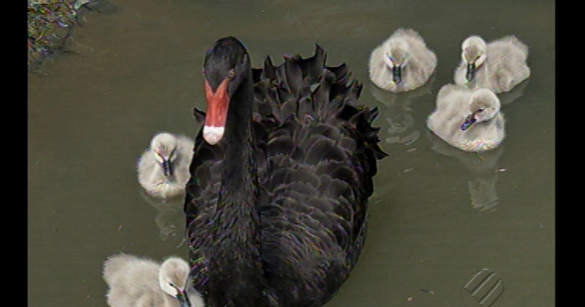 G1 - Filhotes de cisne negro e quero-quero atraem visitantes em Belém ...