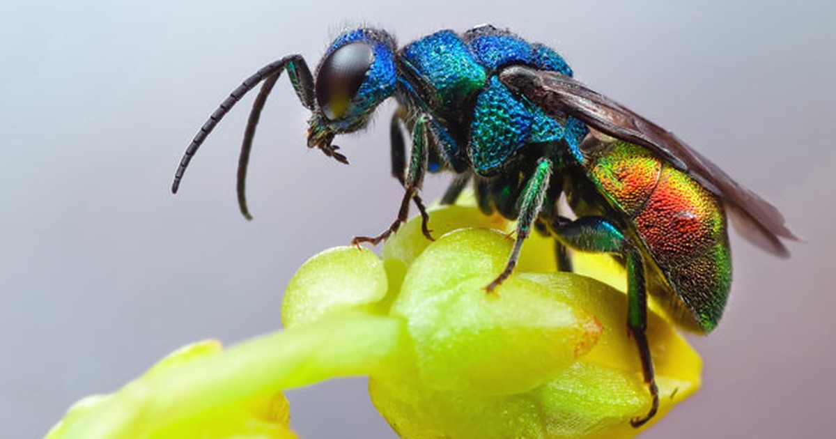 G1 - Veja imagens de insetos registradas por fotógrafo amador ...