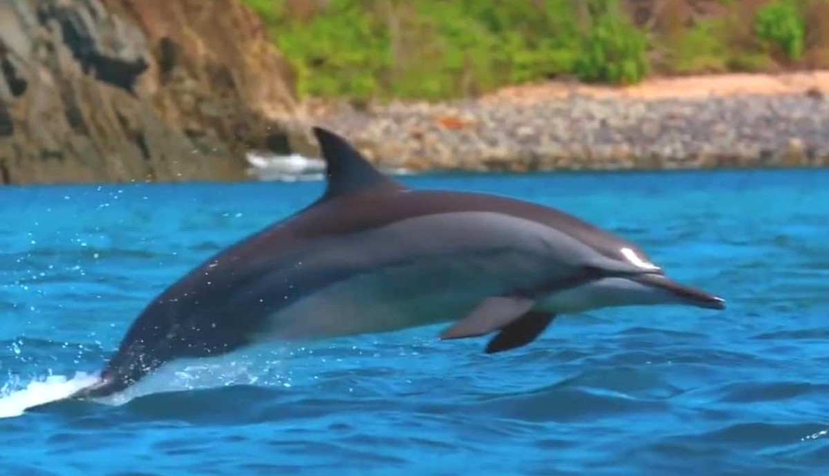 Semana do Golfinho tem programação gratuita em Fernando de Noronha ...