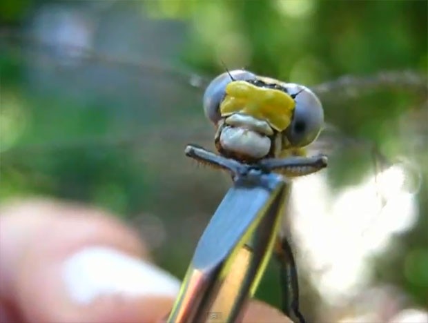 G1 - Vídeo mostra libélula bebê ferida sendo alimentada com pinça ...
