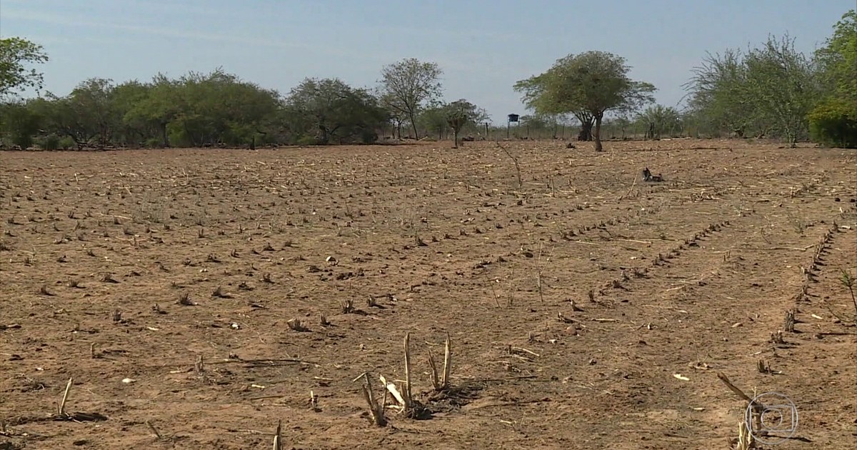 Jornal Nacional - Seca deixa quase metade das cidades do Nordeste em ...