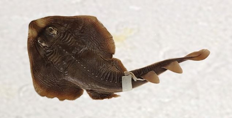 Estudo desvenda DNA de raias e revela dados sobre espécies em extinção ...