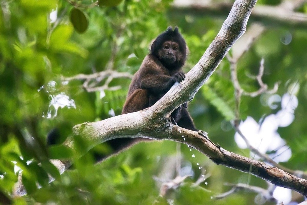 Sons da Terra: os macacos-prego do Brasil | Terra da Gente | G1
