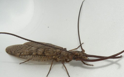 Conheça o inseto que apesar de assustador, é inofensivo - Revista Globo ...