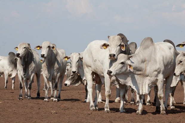 G1 - Dia do Produtor Rural: produtores falam dos desafios e da ...