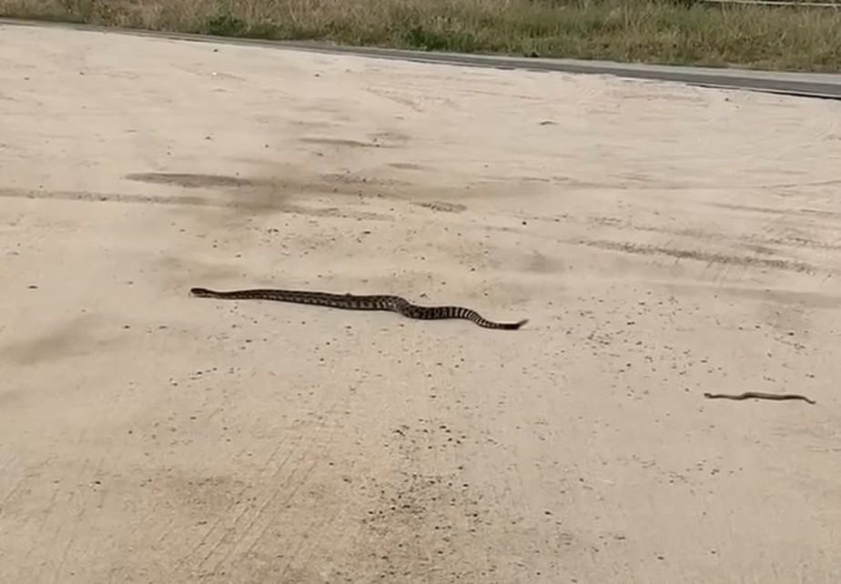 Filhote de cascavel é visto seguindo a mãe em filmagem rara ...