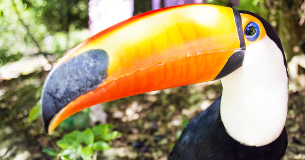 G1 - Tucano deixa fotógrafo se aproximar para clique: 'fui agraciado ...