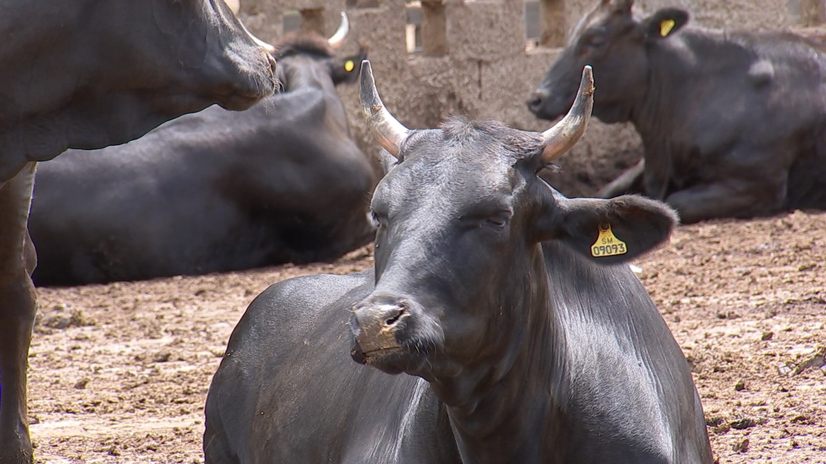 Boi Wagyu oferece carne saborosa, mas cara | Nosso Campo | G1