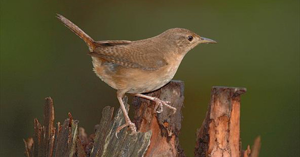 G1 - Corruíra - notícias em Fauna