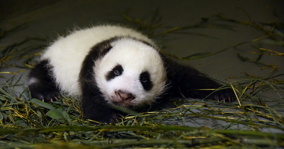 Natureza - Panda Yuan Zai, nascido em Taiwan, abre os olhos pela ...