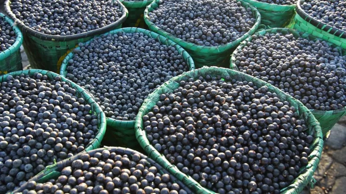 Festival do Açaí terá 2 dias com shows e pratos à base do fruto ...