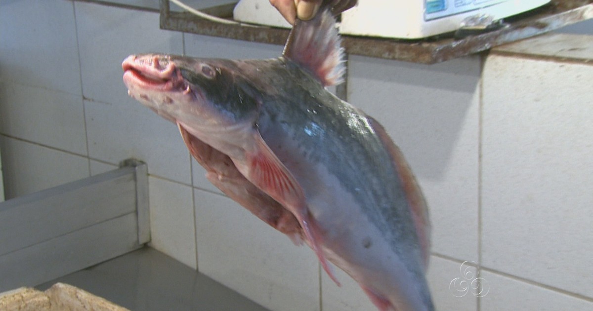 G1 - No AM, pescadores pedem soluções para restrição de pesca da ...