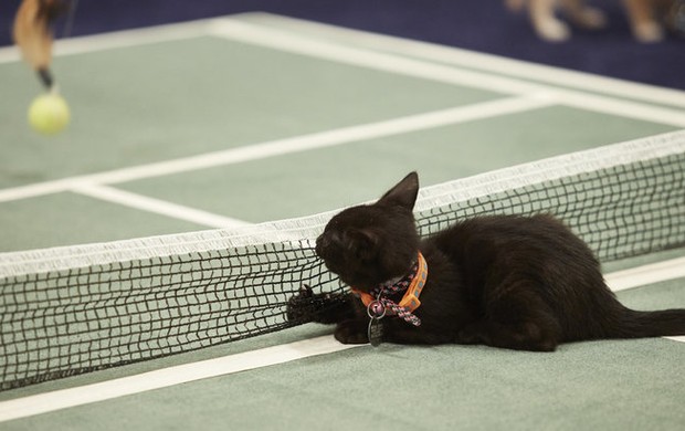 Jesse Meowens, Felina Williams... Estados Unidos criam a Olimpíada para ...