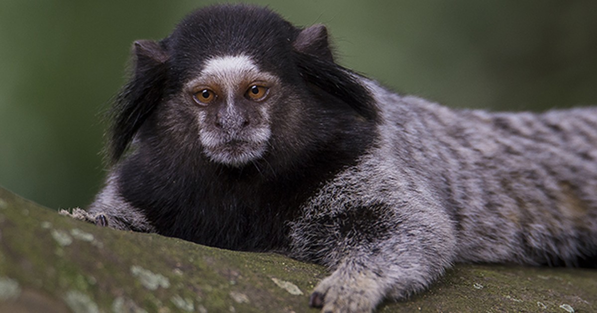 G1 - Saguis são observados por fotógrafo desde o primeiro dia de vida ...