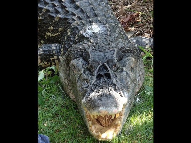 G1 - Zoológico de SP recebe jacaré de quase 4 metros e 300 kg vindo do ...
