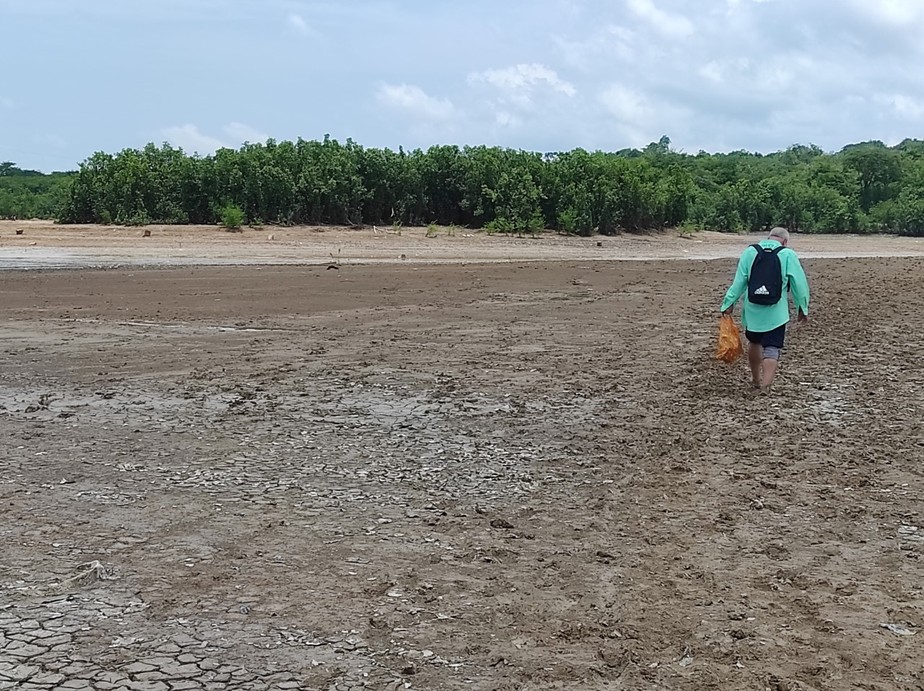 Cientistas alertam para efeito cascata da redução de umidade na ...