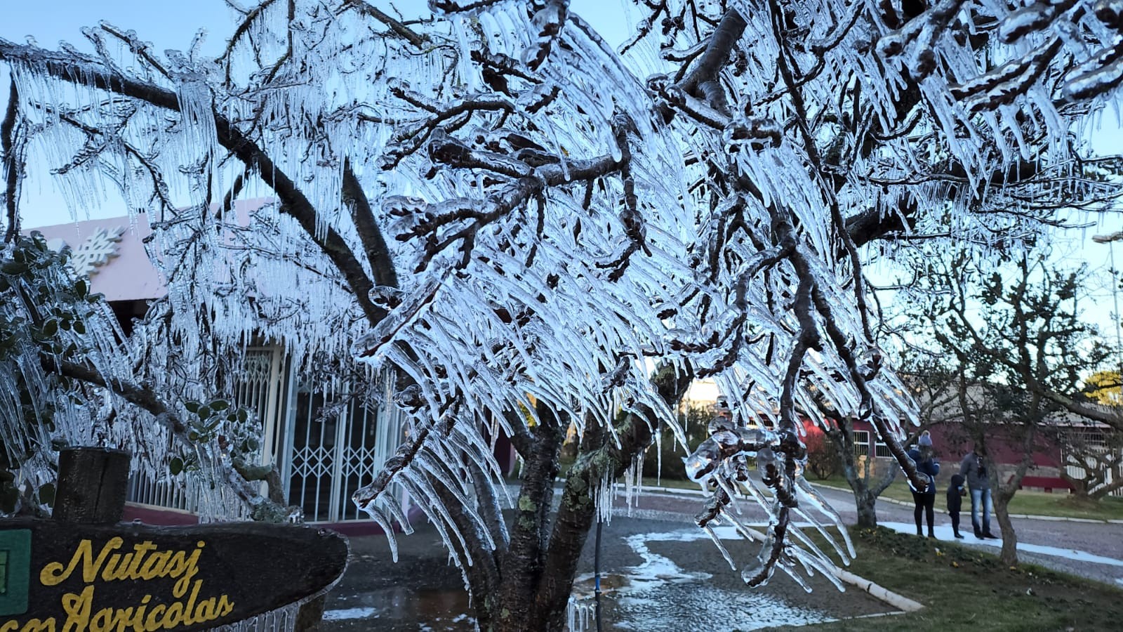Frio intenso avança no Sul e congela lago e até árvores; veja fotos e ...