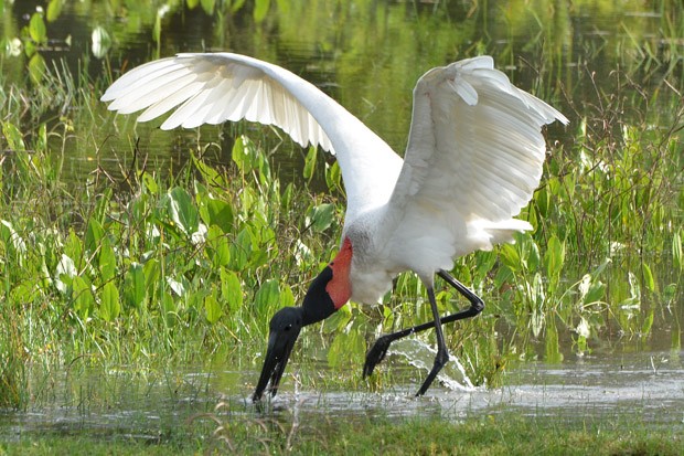 Onçafari facilita a observação de onças no Pantanal - ÉPOCA | Viajologia