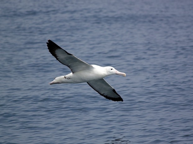 G1 - Charitas de Cabo Frio, RJ, recebe exposição do 'Projeto Albatroz ...