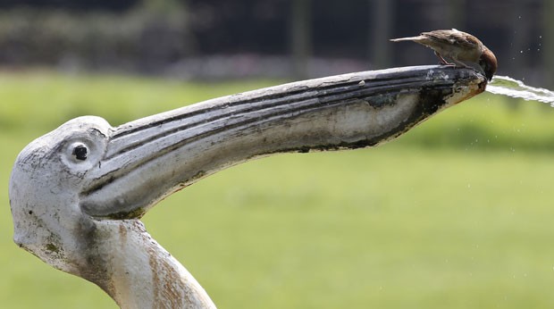 G1 - Pardal bebe água em estátua de pelicano - notícias em Planeta Bizarro