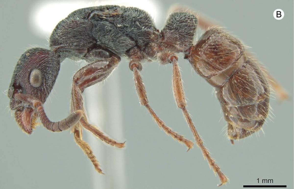 Pesquisadores encontram espécime único de formiga na Amazônia | Um só ...