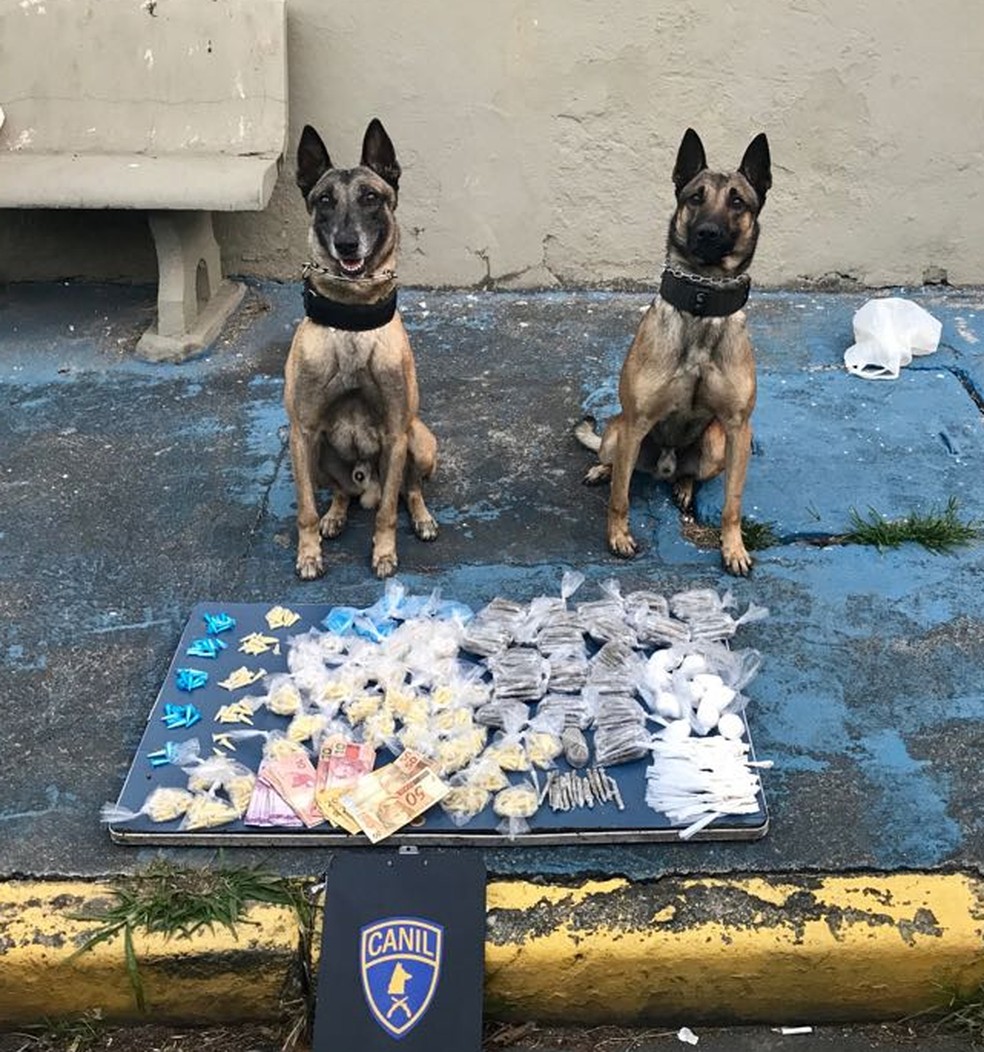 Equipe do canil encontra drogas enterradas em terreno de Poá | Mogi das ...