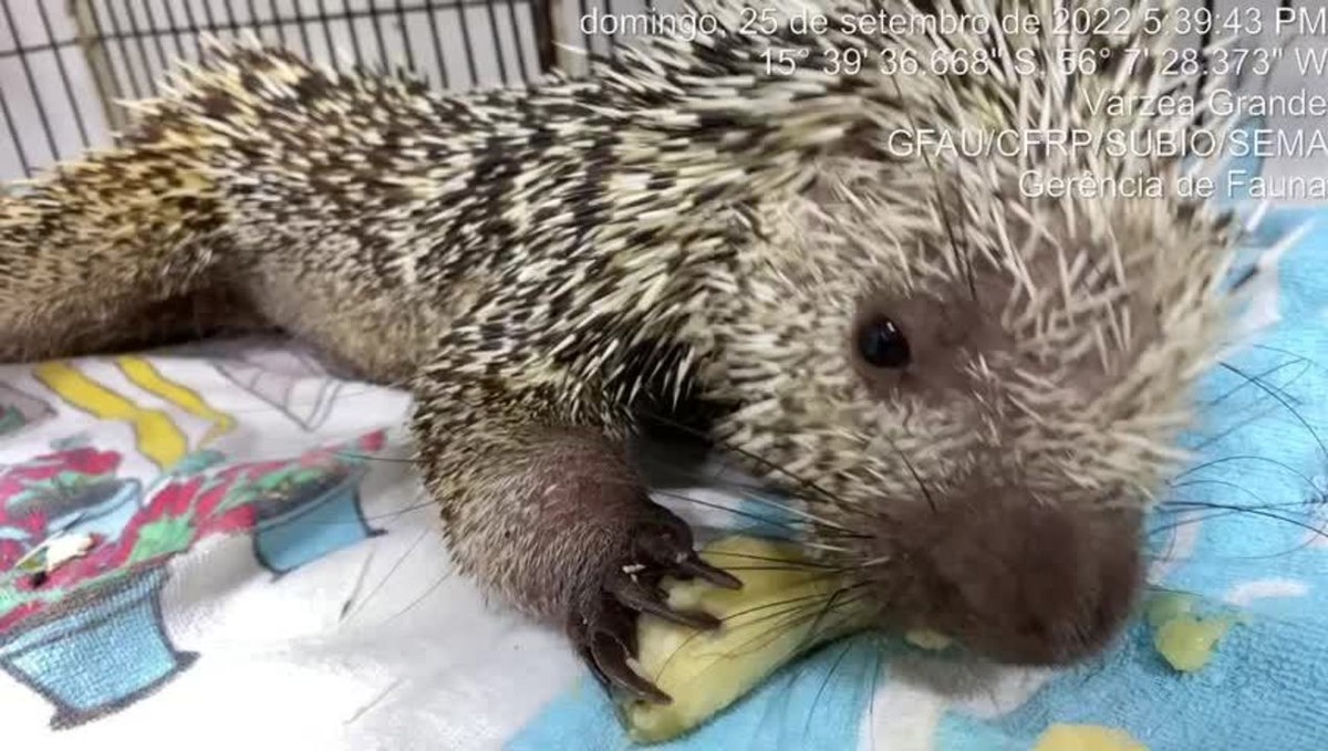 Ouriço-cacheiro resgatado em Poconé (MT) está sob cuidados da ...