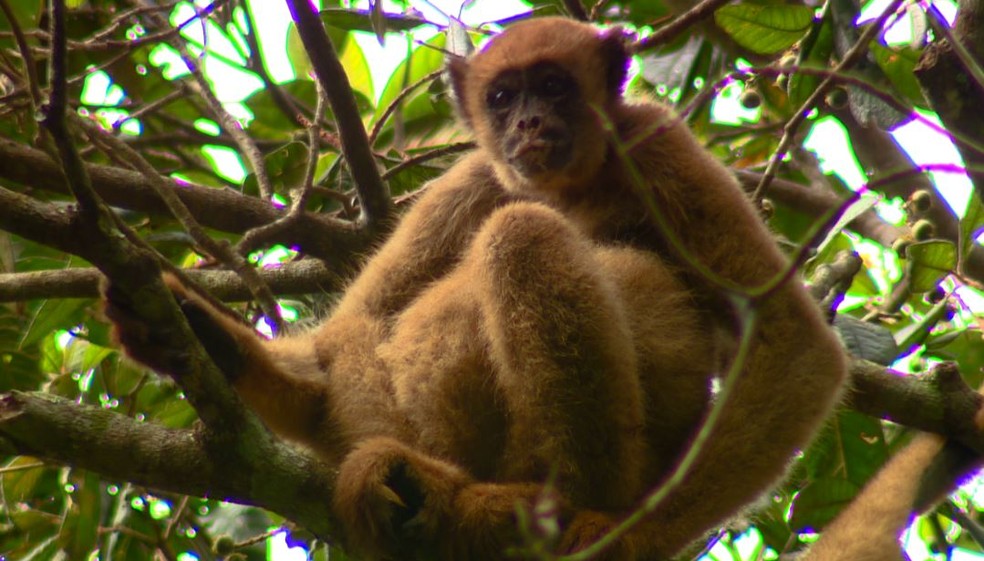Cidade mineira vira refúgio do muriqui-do-norte - Tribuna do ABC