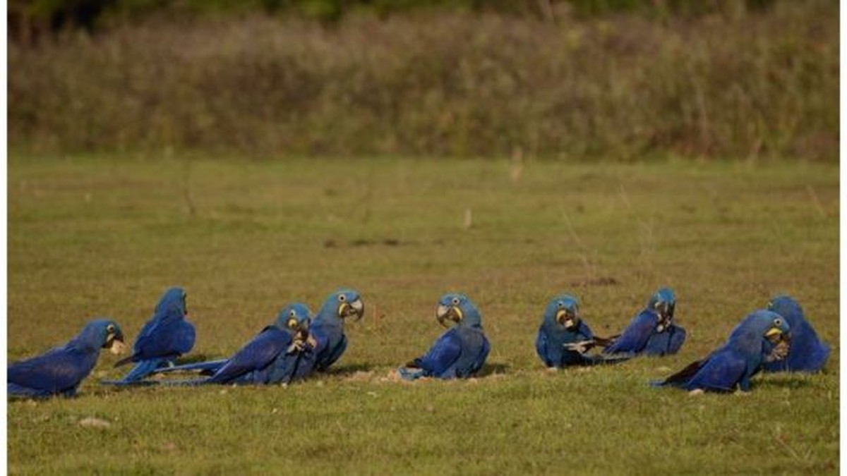 O drama das araras-azuis e outros animais sob risco de extinção e ...