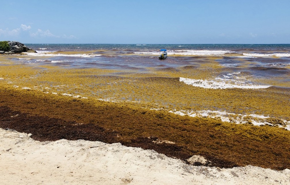 Superpopulação de algas ameaça praia paradisíaca no Caribe mexicano ...