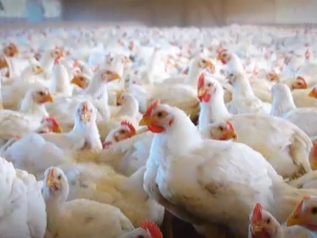 G1 - Carne de frango é a mais exportada do Brasil - notícias em Agro a ...