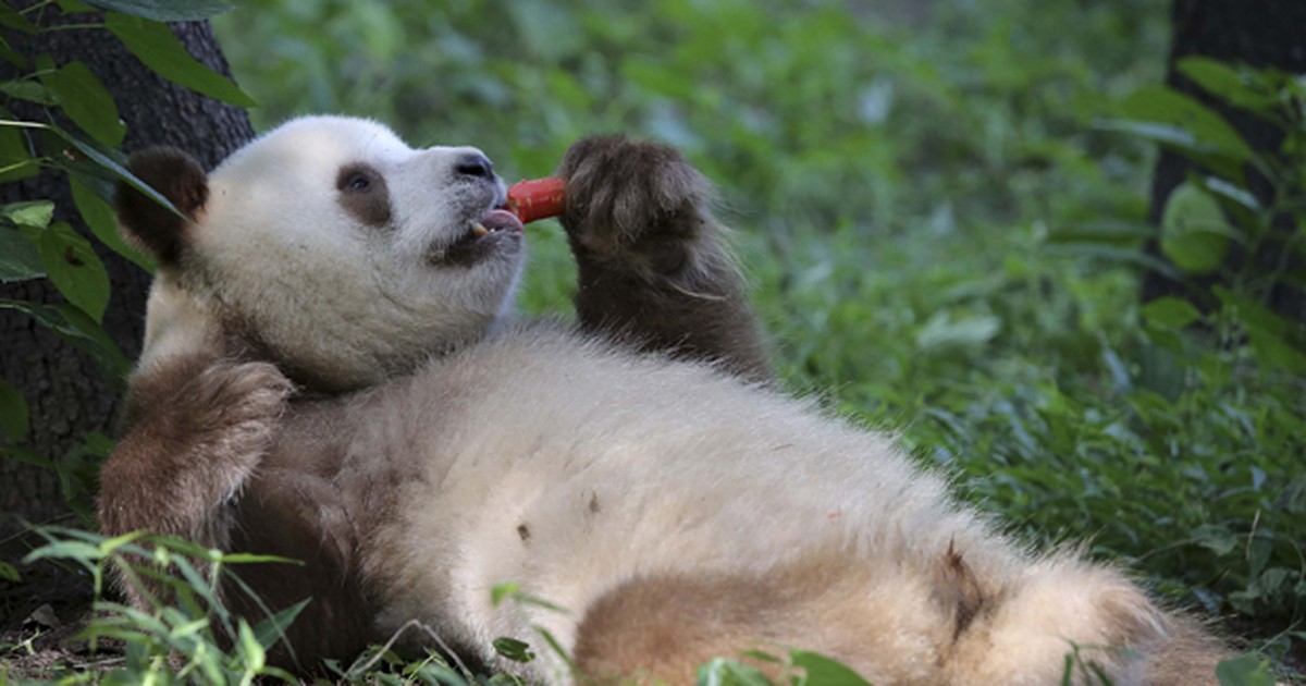 Natureza - Raro panda marrom e branco é visto em área de conservação na ...