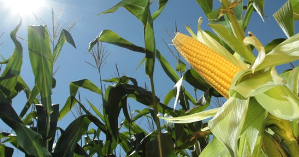 G1 - IBGE revê produção de milho superior 770 mil toneladas em Sergipe ...