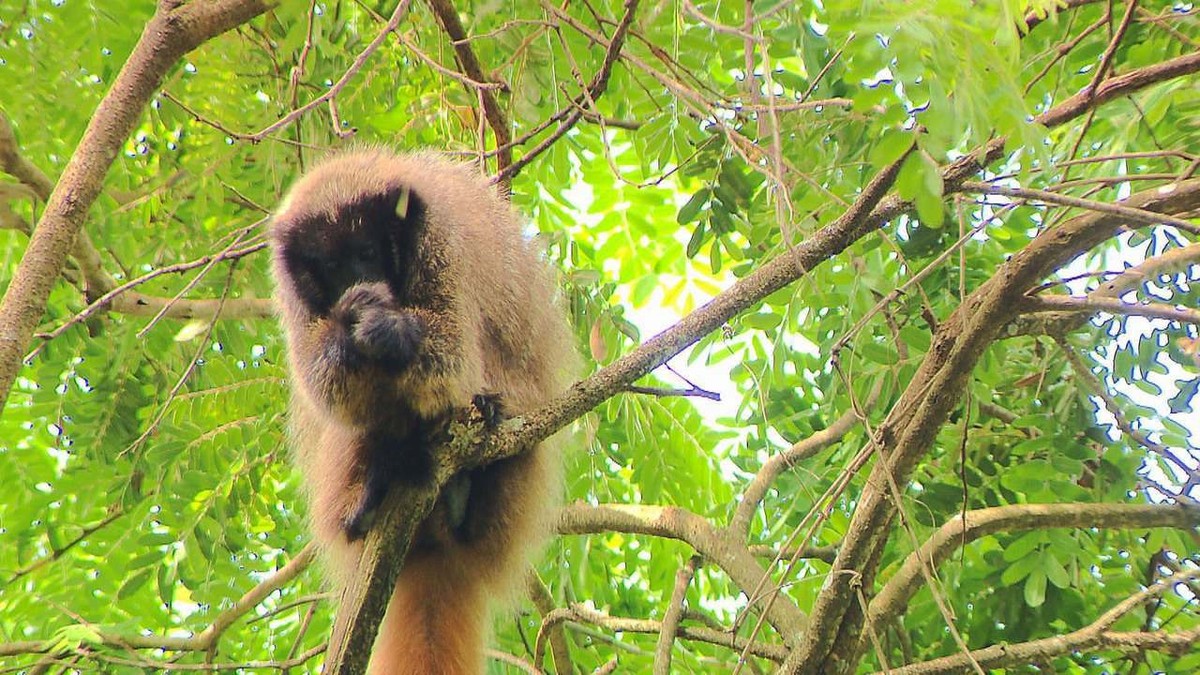 Macacos sauás despertam interesse de biólogo, que estudou a vocalização ...