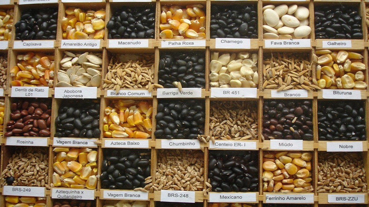 Casas de sementes ajudam a preservar culturas agrícolas no interior do ...