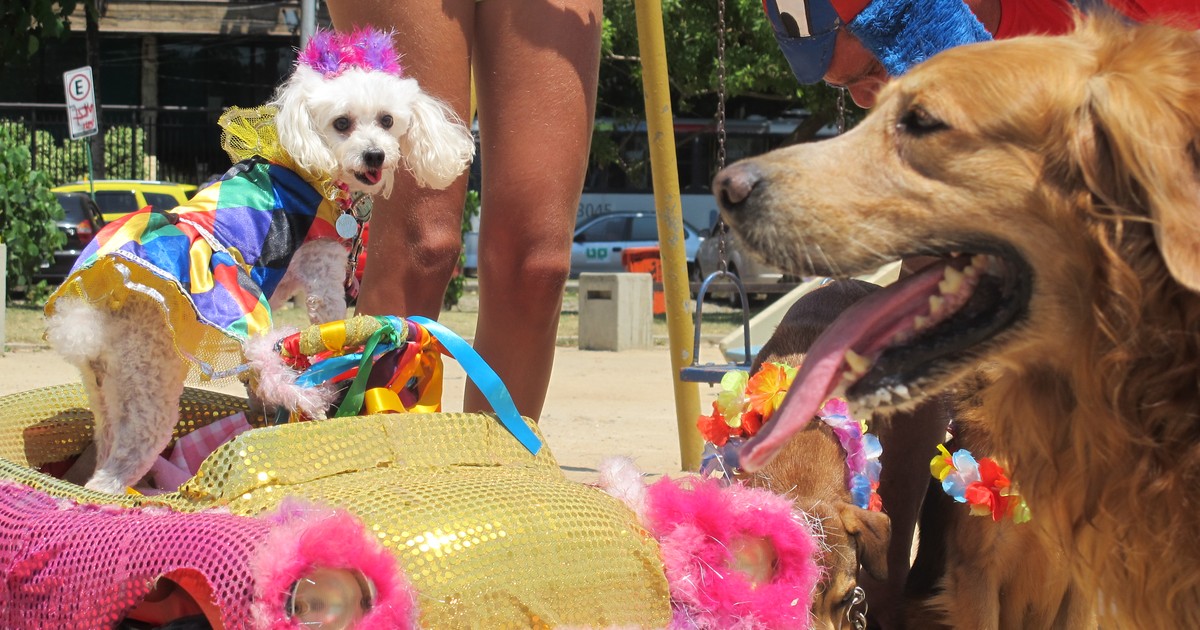 G1 - Bloco para cachorros planeja desfile com 200 animais fantasiados ...