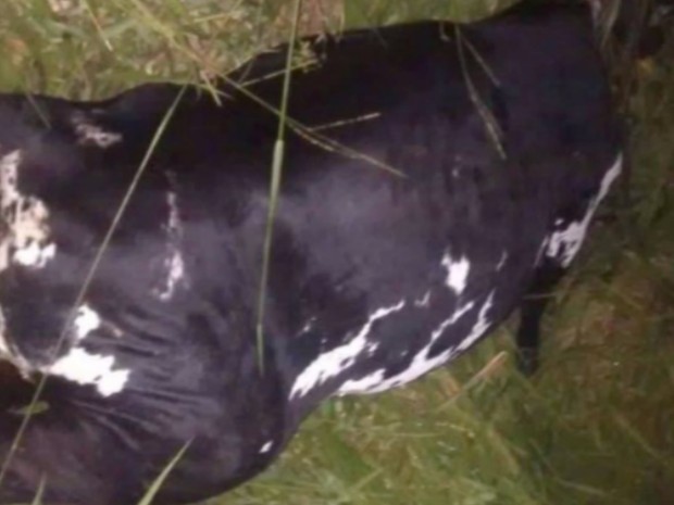 G1 - Vaca morre após ser atingida por ambulância em Caldas Novas, GO ...