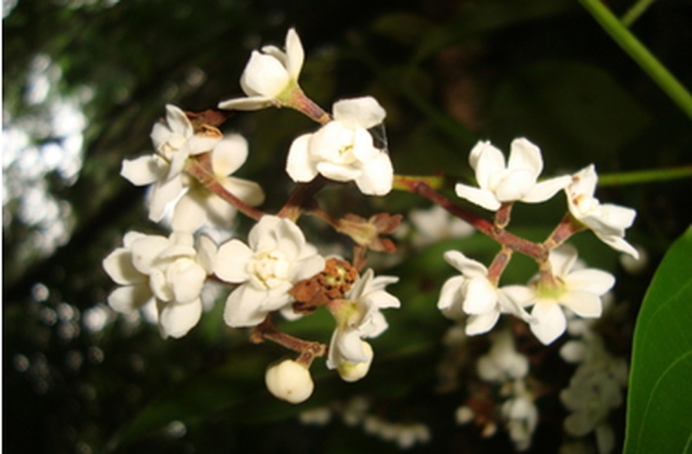 De câncer à Chagas: pesquisas avaliam a atuação de sementes e frutos na ...