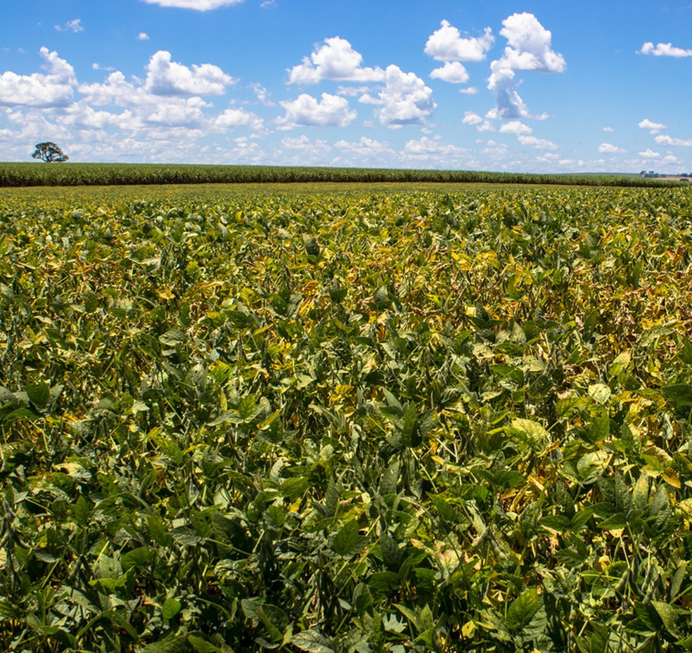 Soja avança no campo paulista | Agronegócios | Valor Econômico
