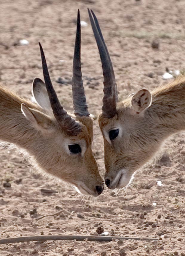 G1 - Gazelas dão 'encarada' em zoo em Marrocos - notícias em Planeta ...